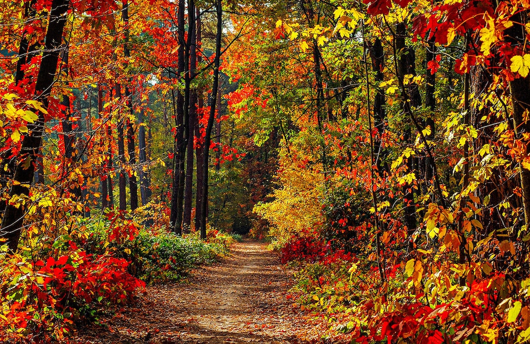 Fall Path Quilt Panel - SFC-012, Size 20" X 13", Quality Quilting ...
