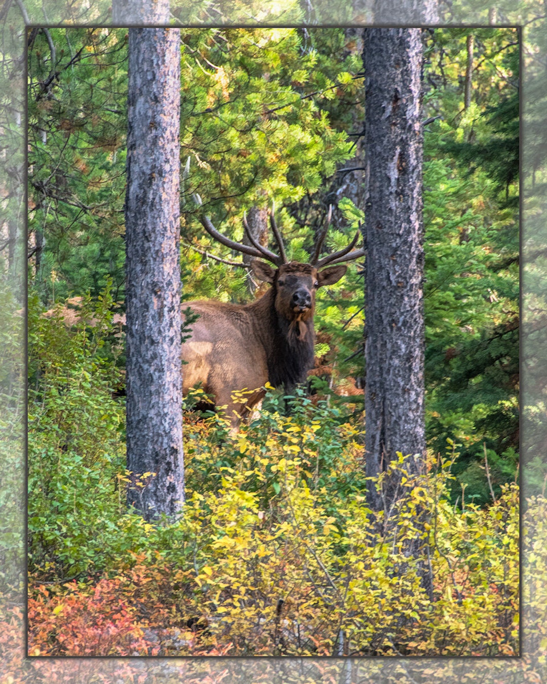 Bull Elk Through Trees Fabric Panel - ANW-007 - Panel Size is 16” X 20 ...