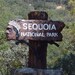 Sequoia National Park Sigb Fabric Panel, Quilt Panel, Quilting Cotton ...