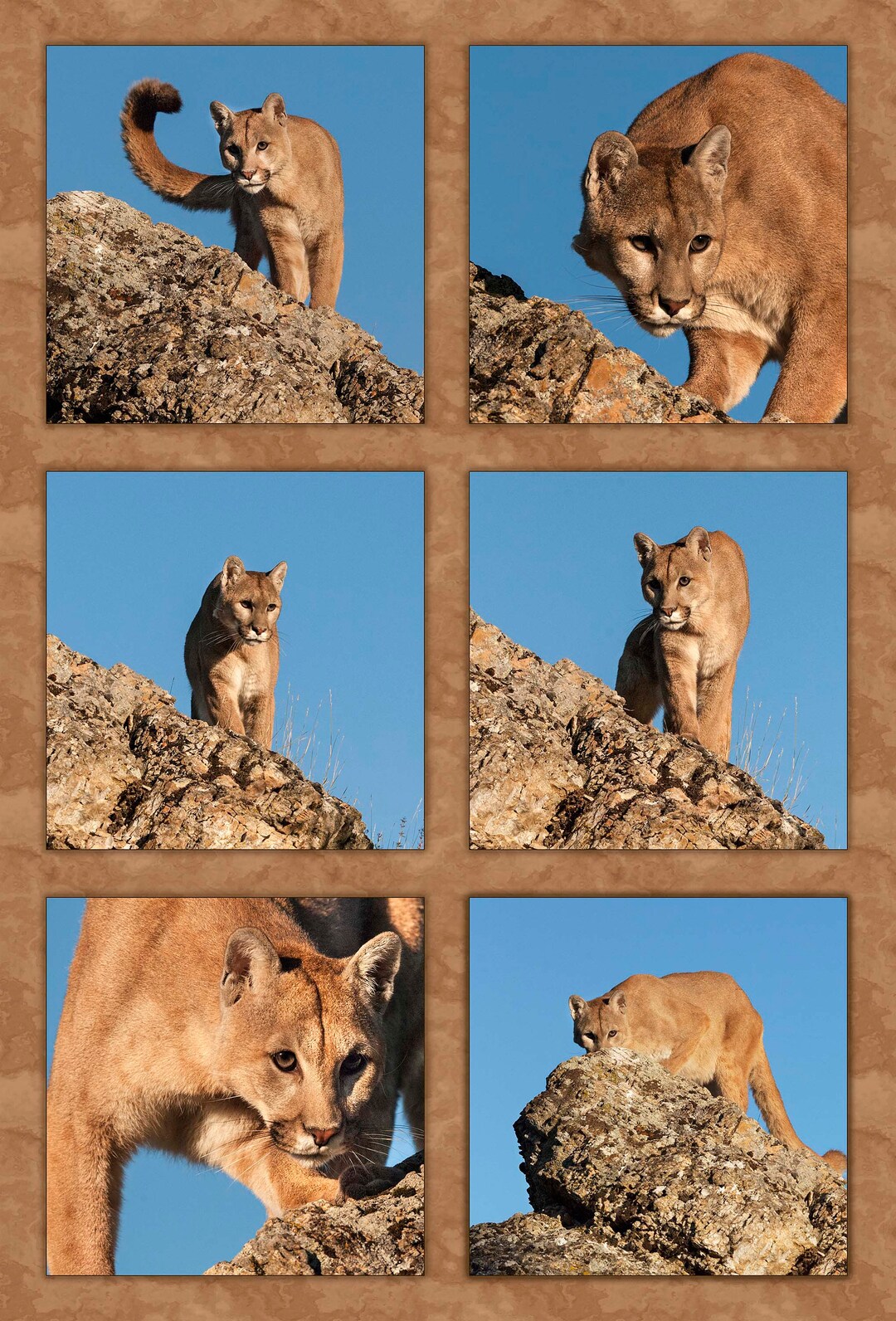 Six Mountain Lions Fabric Panel - AWC-012, Size 16.75" X 25.75 ...