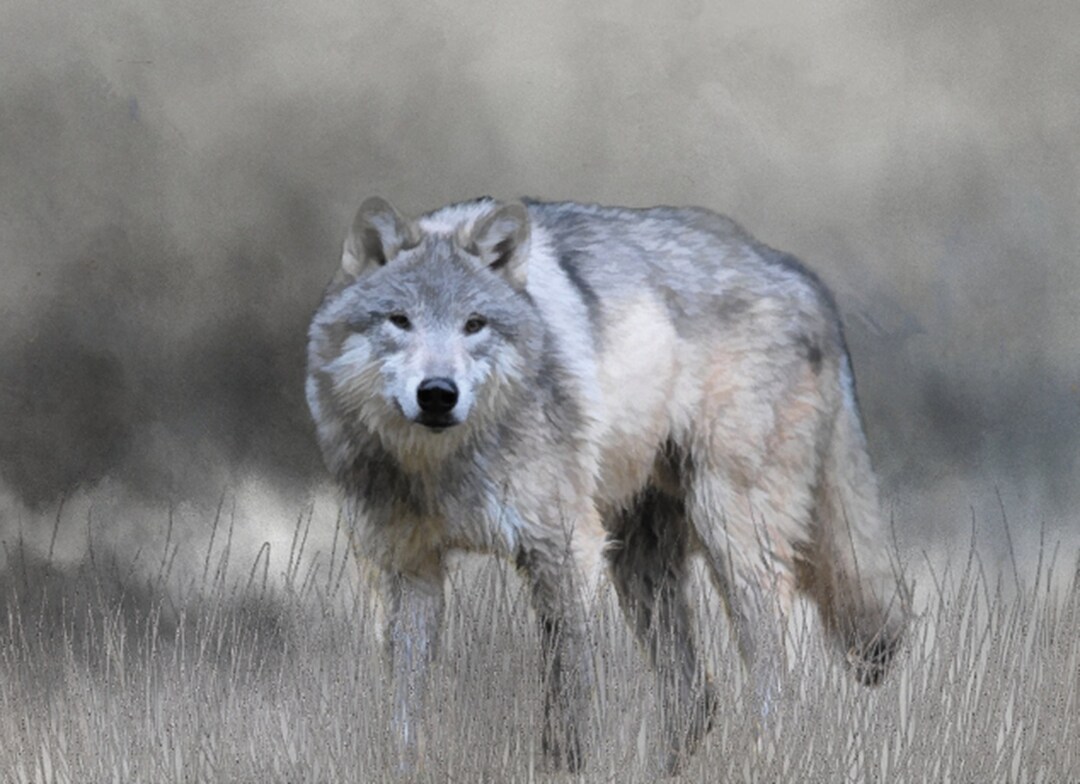 Full View Gray Wolf Quilt Panel - ANW-023, Size 21" X 15.2", Quality ...