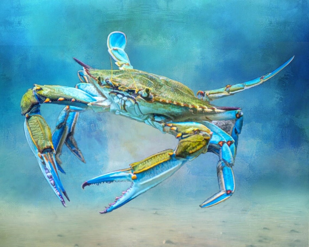 Atlantic Blue Crab Fabric Panel - OCE-019, Panel Size is 19.5” X 16.25 ...