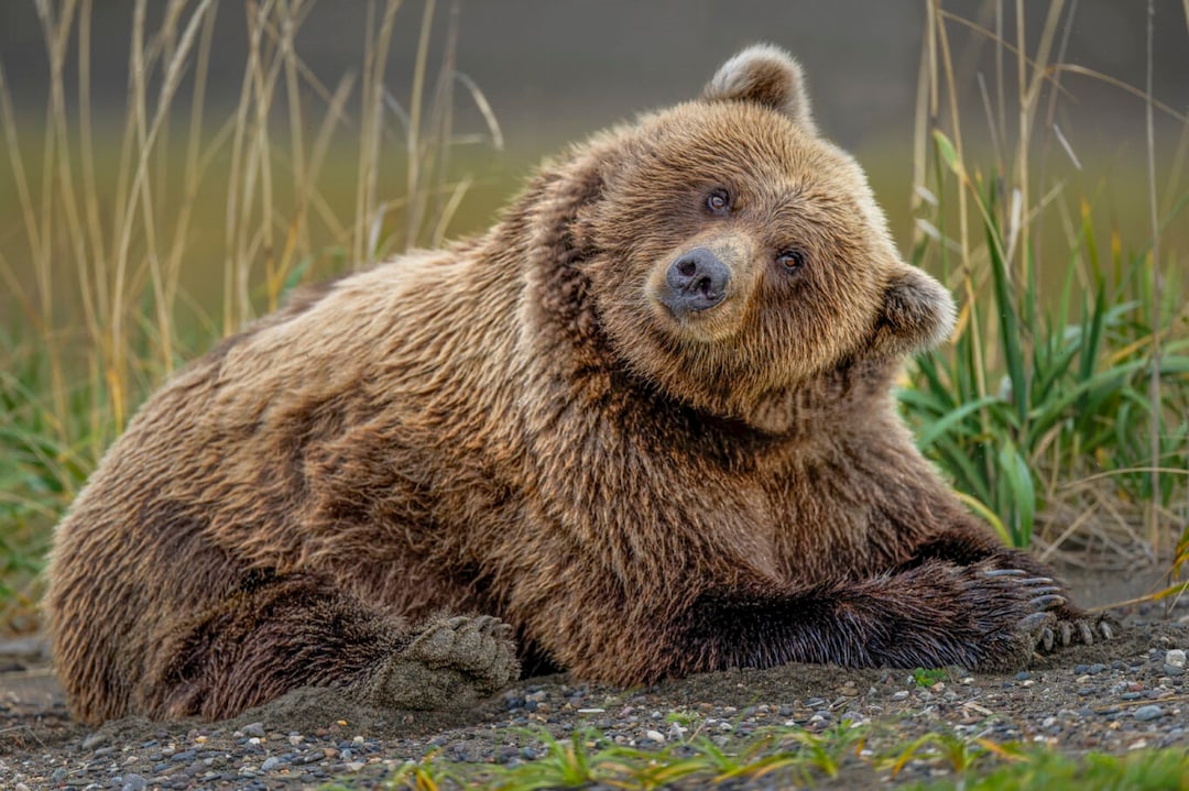 Alaskan Coast Grizzly Bear Fabric Panel - JAP-002, Panel Size is 24” X ...