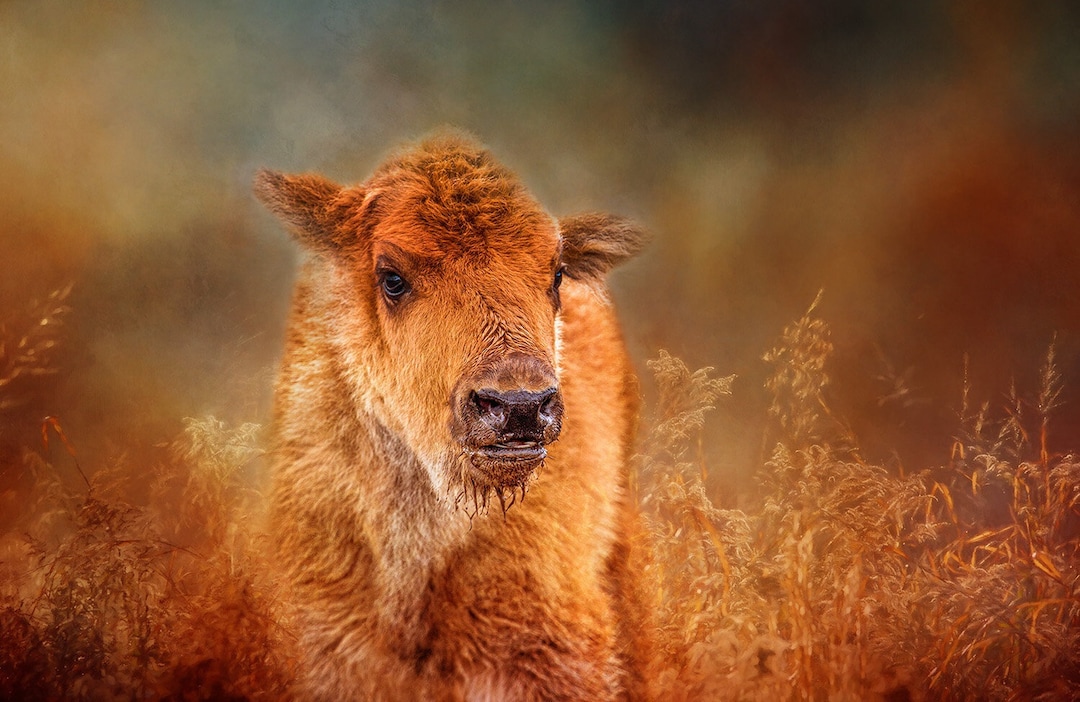 Red Dog Bison Calf Fabric Panel, Quilt Panel, Quilting Cotton Fabric ...