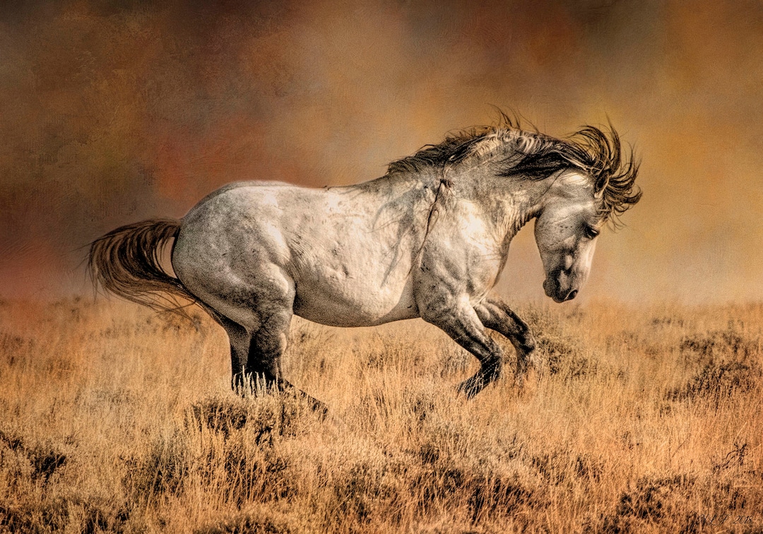 Prancing Wild Stallion Fabric Panel - AHS-008, Panel Size is 24” Wide ...