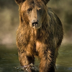 Vertical Grizzly Bear Fabric Panel - ANW-040, Panel Size is 15.75” X 25 ...