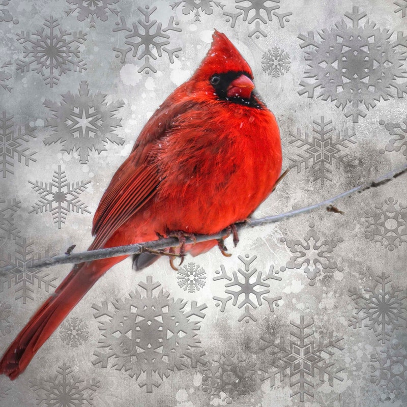 Cardinal Fabric - Etsy