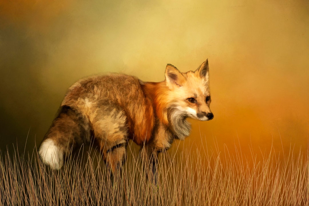 Red Fox Fabric Panel - ANW-059, Panel Size is 17” X 10.5”, Quality ...