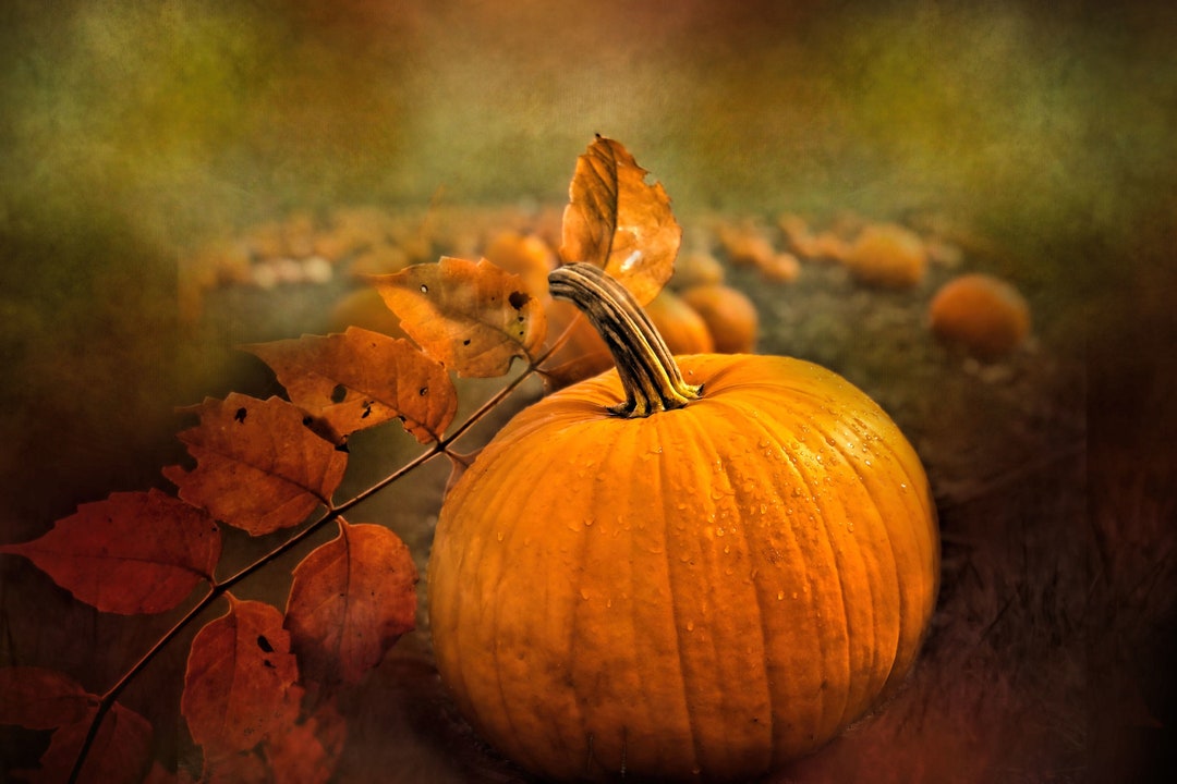 Field of Dreams Pumpkin Fabric Panel - FPG-002, Panel Size is 20” Wide ...