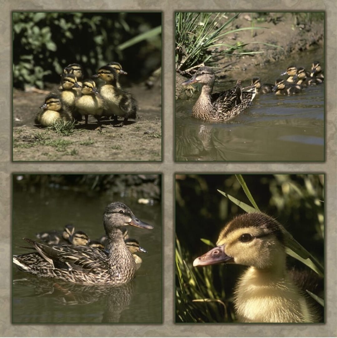 Mallard Duck Family Fabric Panel - BLB-022, Panel Size is 16.5” X 17 ...