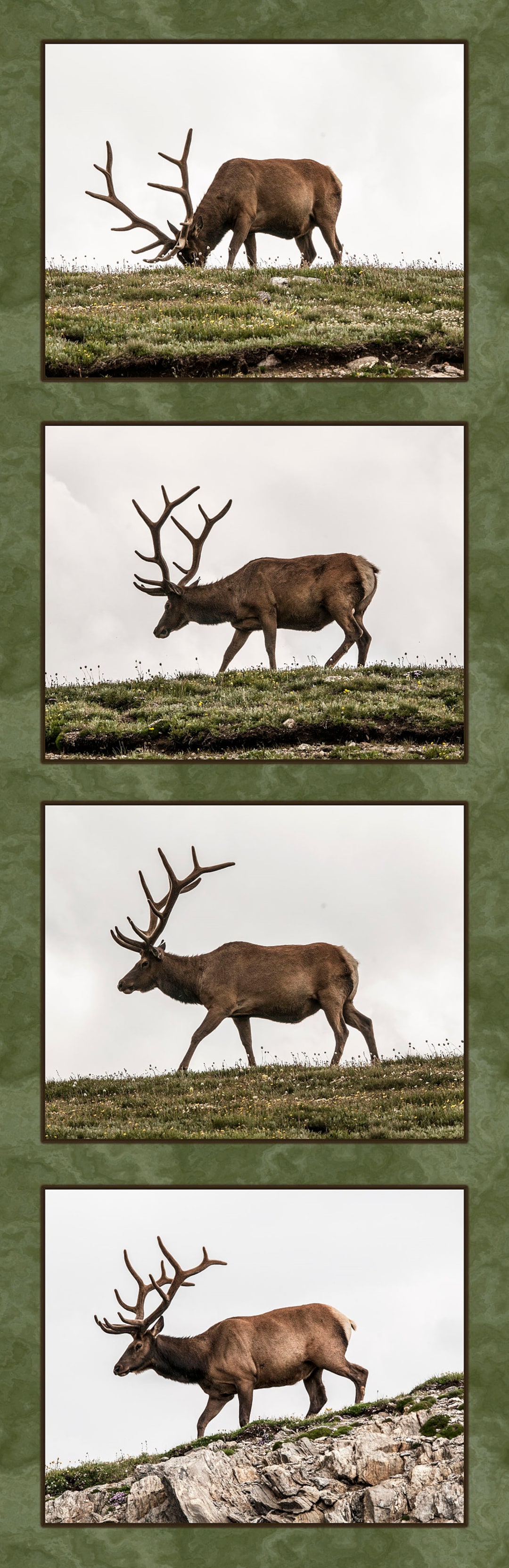 Four Bull Elk Fabric Panel - ANW-005, Panel Size is 11.5 X 34”, Quality ...