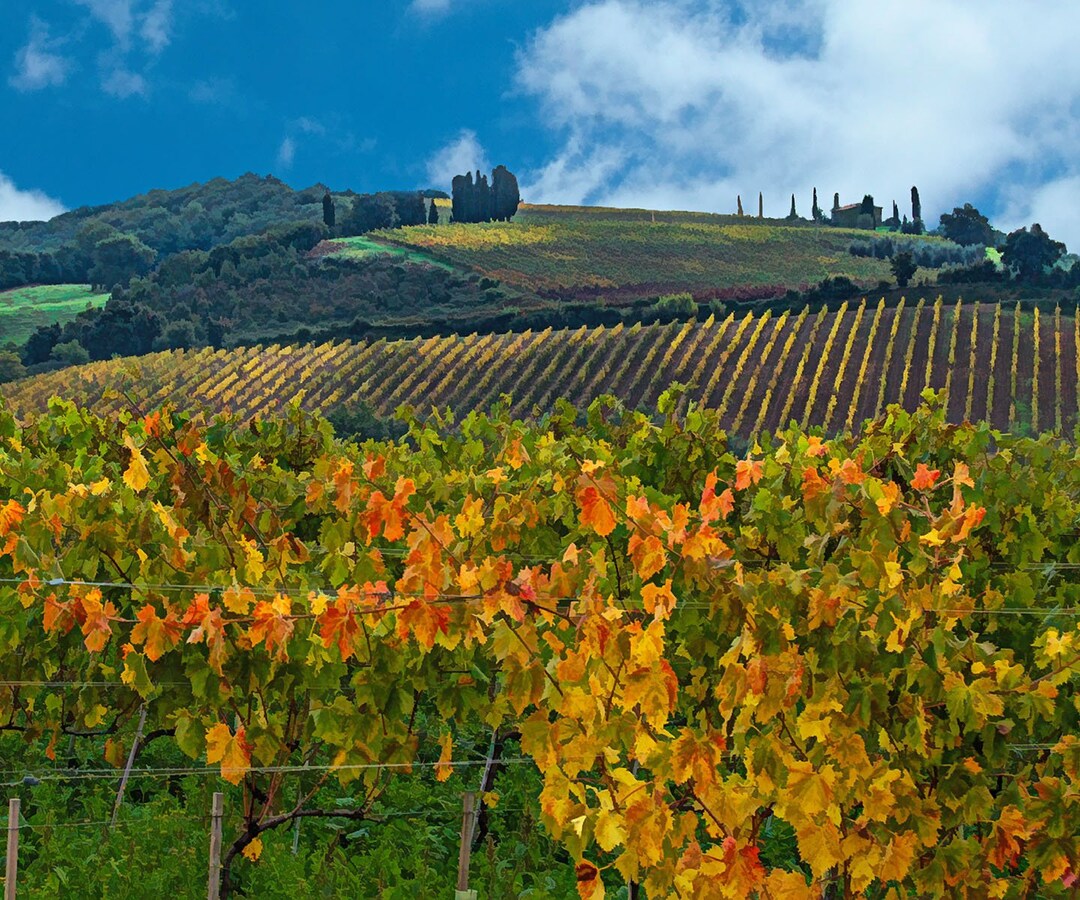 Fields of Tuscany Fabric Panel - SAP-008, Panel Size is 24” X 20 ...