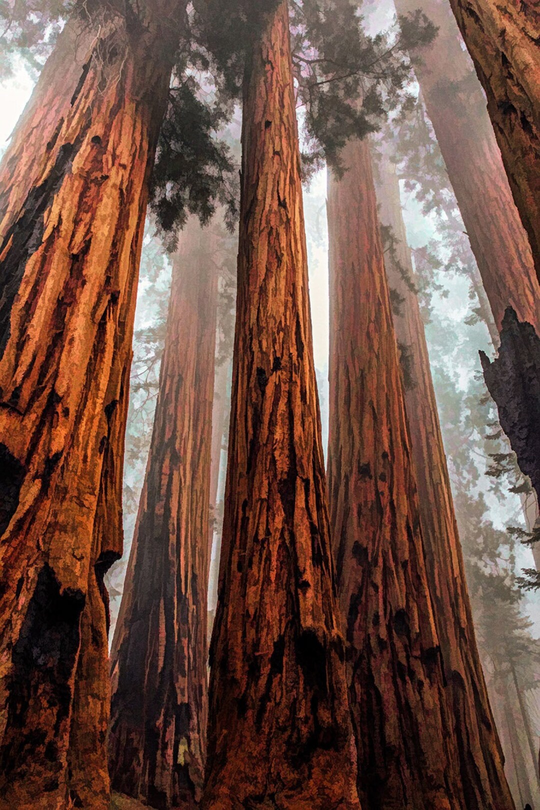 Small Redwood National Park Fabric Panel, Quilt Panel, Quilting Cotton ...