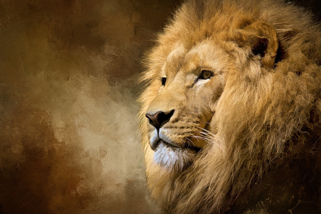 Male Lion in Repose Fabric Panel - AWC-009 - Panel Size is 26.5” X 16. ...