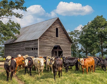 Realistic Holstein Cow Fabric Panel - Etsy