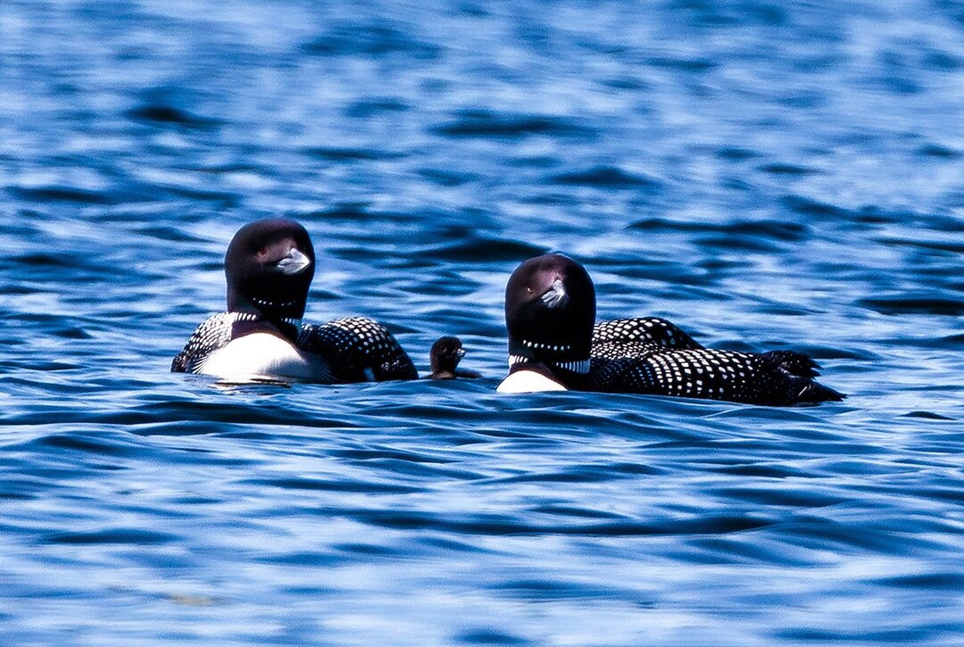 Small Loon Family Fabric Panel - BLB-018, Size 15" X 9.5", Quality ...