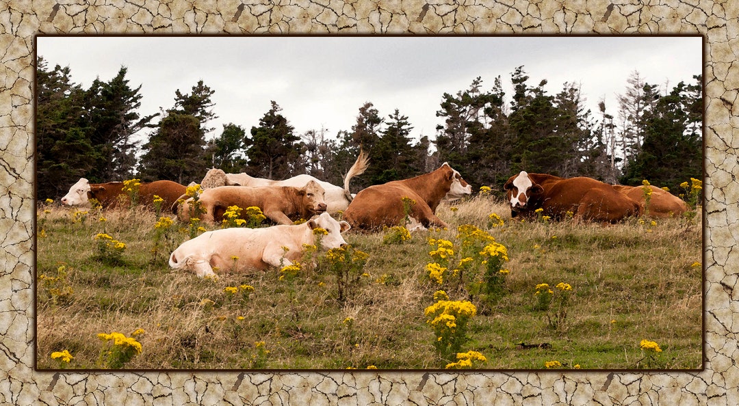 Relaxed Cows Fabric Panel, Quilt Panel, Quilting Cotton Fabric, Farm ...