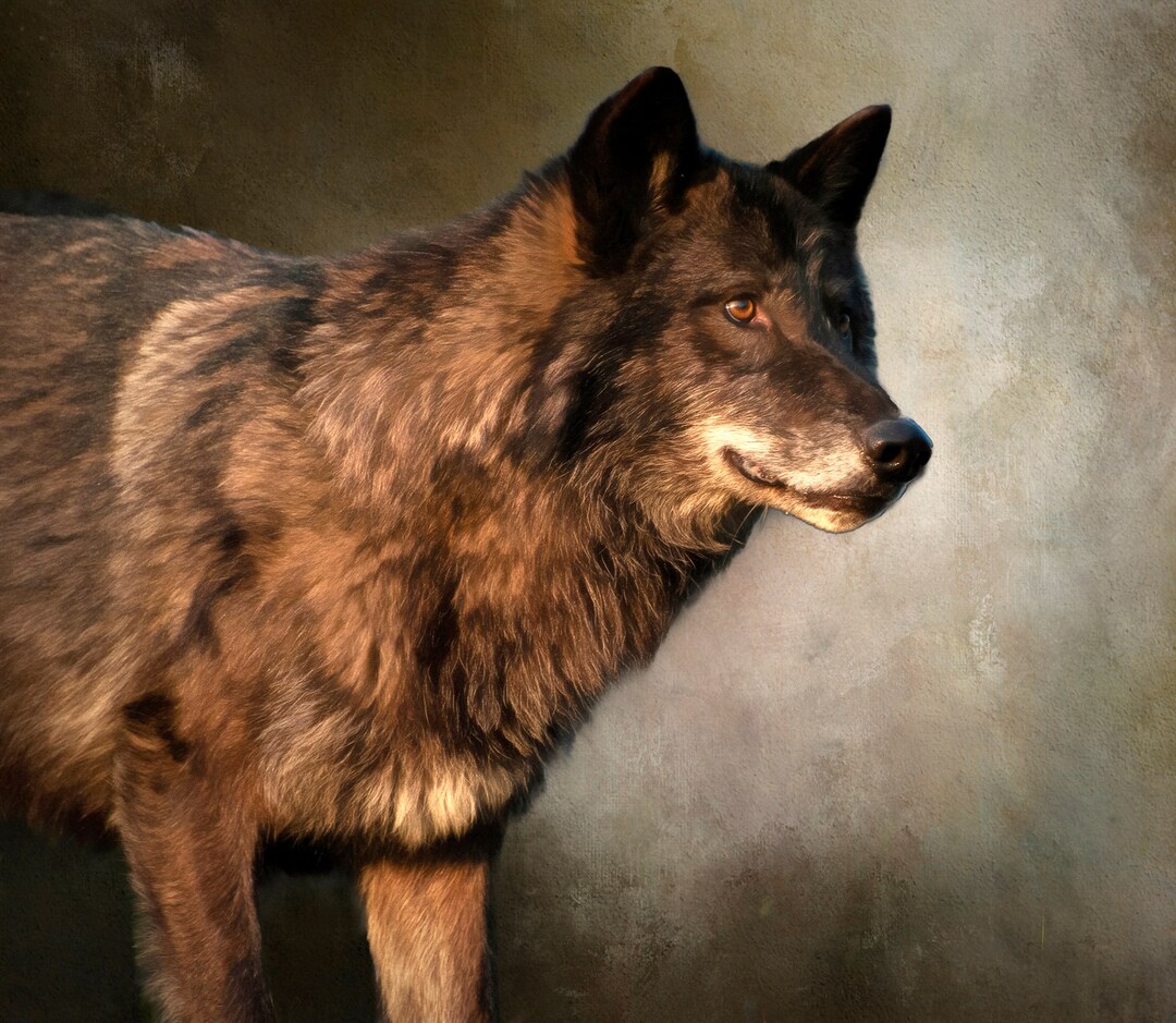 Black Wolf Fabric Quilt Panel - ANW-020 - Panel Size is 17.25” X 15 ...