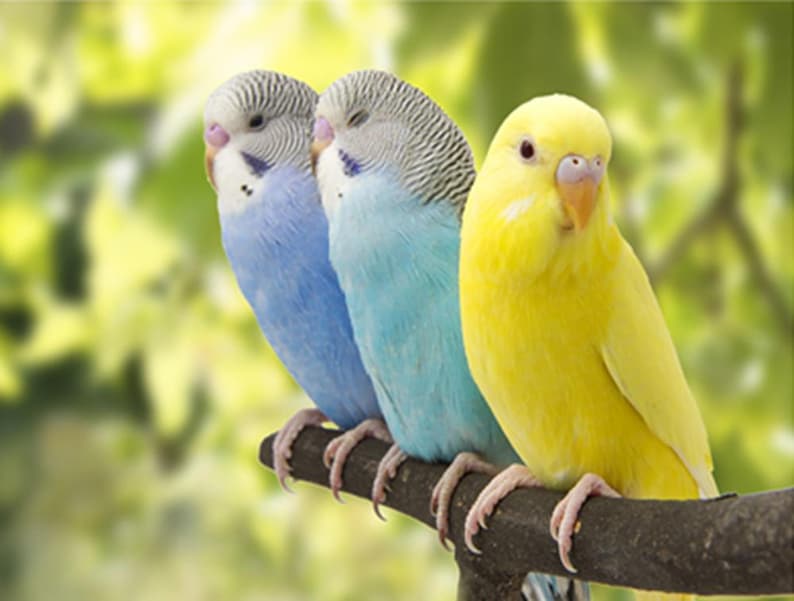 Colorful Parakeets Fabric Panel - BPT-014, Panel Size is 17” X 12.75 ...