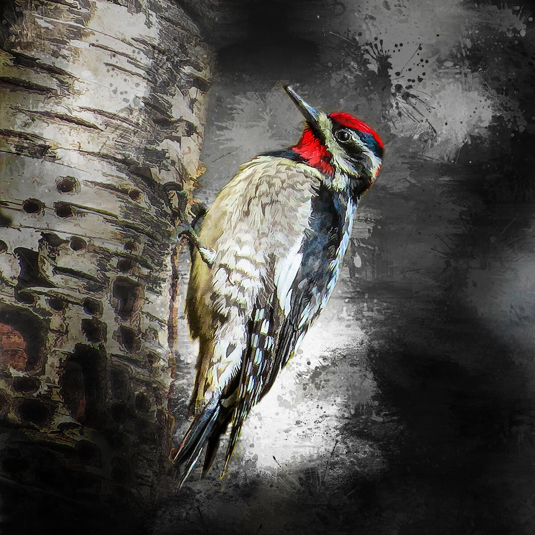 Redheaded Woodpecker Fabric Panel BRB-005, Panel Size is 20 X 20 ...