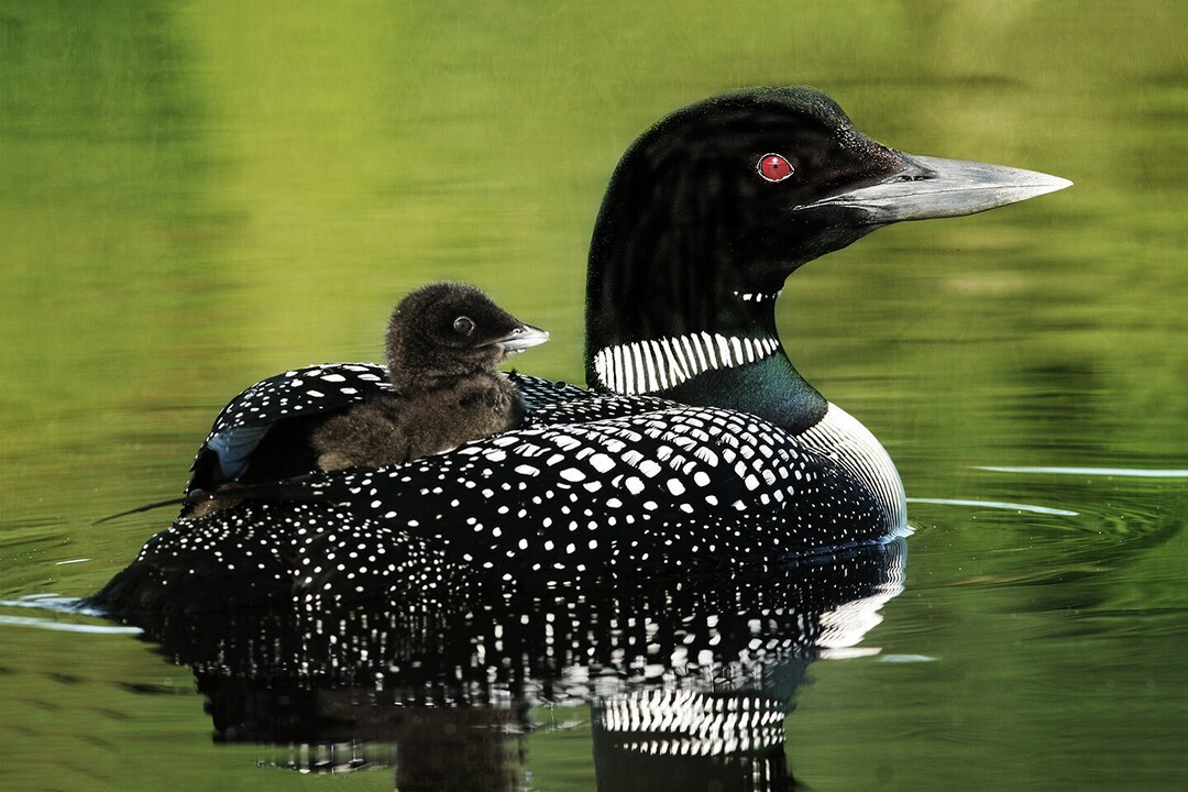 Loon Love Quilt Panel, Panel Size is 24” X 14”, BLB-019, Quality ...