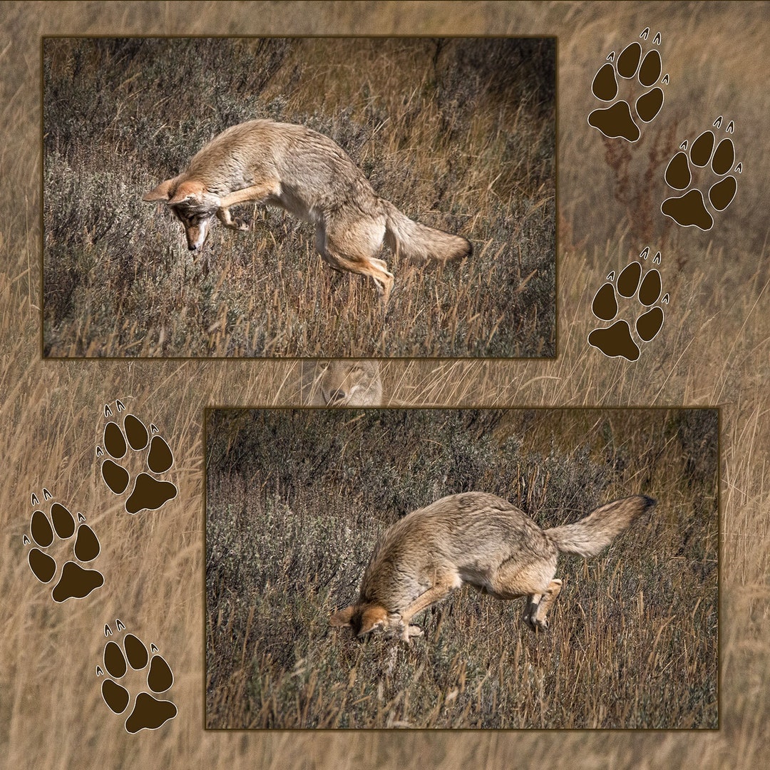Coyote Hunting Fabric Panel - ANW-019, Size 22" X 22", Quality Quilting ...