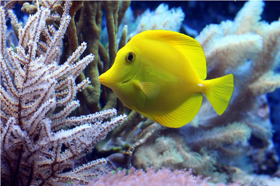 Yellow Tang Fish Fabric Panel - OCE-060, Panel Size is 16.5” X 11 ...