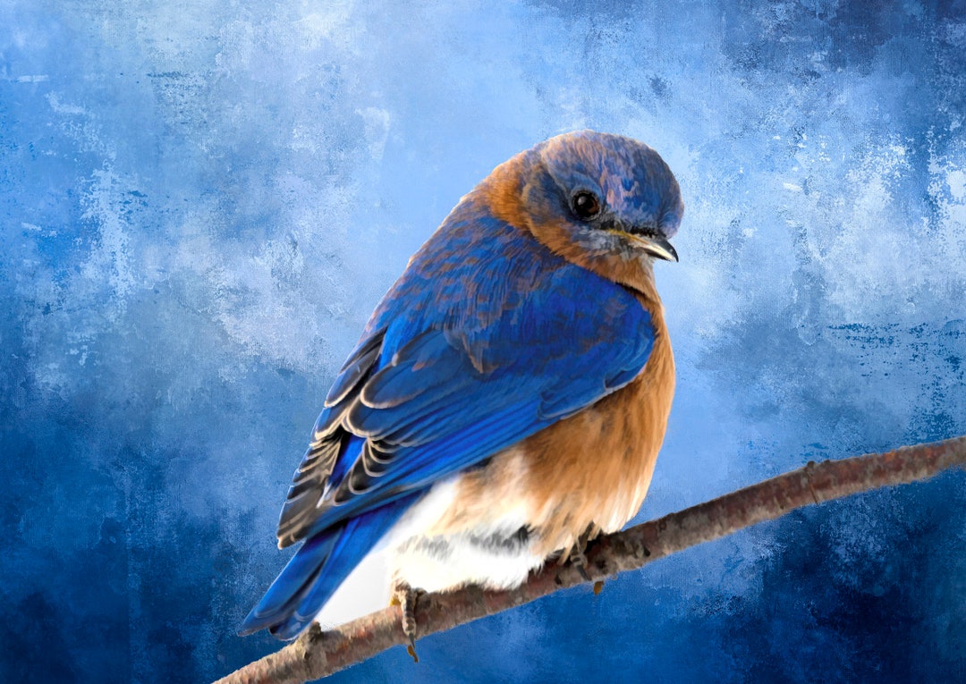 Brilliant Bluebird Fabric Panel, Quilt Panel, Quilting Cotton Fabric ...