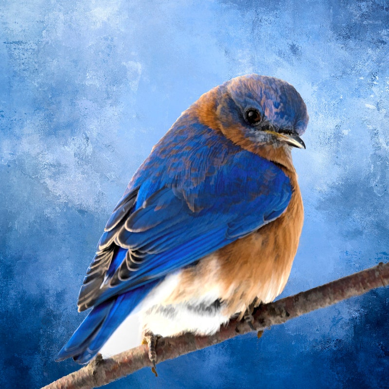 Bird Quilting Fabric - Etsy