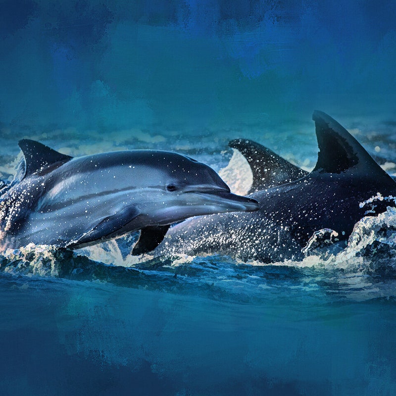 Dolphin Fabric - Etsy