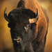 I'm the Boss Bull Buffalo Pattern - Etsy