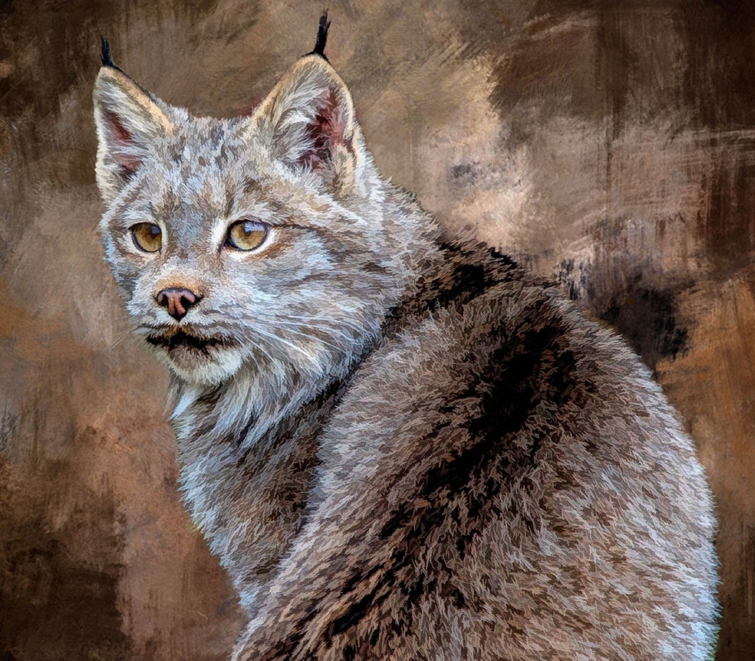 Lynx up Close Fabric Panel - AWC-006, Panel Size is 18” X 15.75 ...