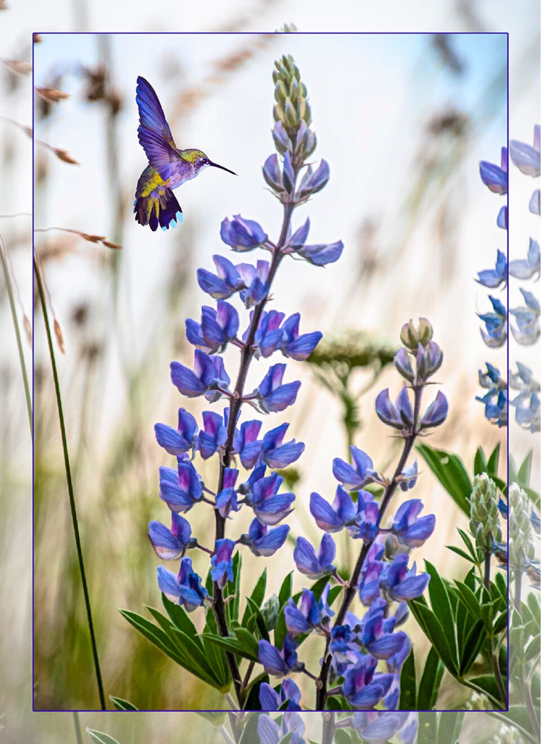 Lupine With Hummingbird Quilt Panel - FLR-005 - Panel Size is 16” X 22 ...