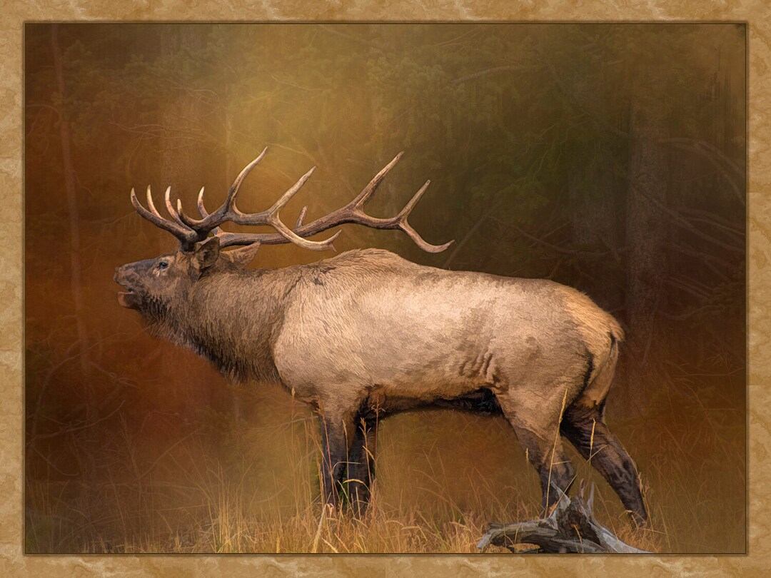 Bugling Bull Elk Quilt Panel - ANW-004 - Panel Size is 24” X 18 ...