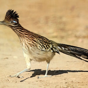 Westbound Roadrunner Quilt Panel, Panel Size is 18” X 12”, BBG-009 ...