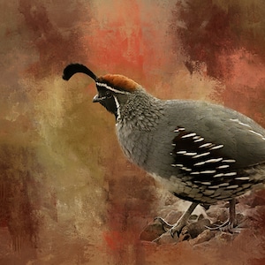 Gambel Quail on the Lookout Quilt Panel, Panel Size is 17” X 11”, BBG ...