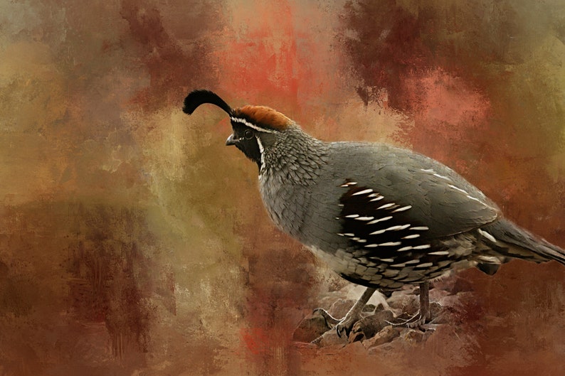 Gambel Quail on the Lookout Quilt Panel, Panel Size is 17” X 11”, BBG ...