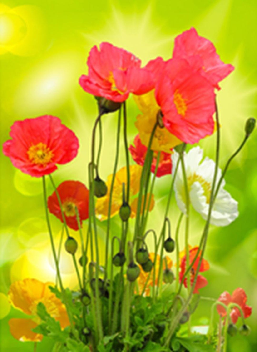 Fun Size Garden Poppies Fabric Panel - FUN-029, Size 7” Wide and 9.25 ...