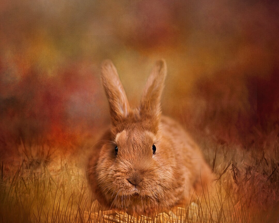 Fall Bunny Fabric Panel, ADP-005, Panel Size is 20” X 16”, Quality ...