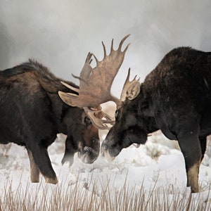 Two Entangled Bull Moose Fabric Panel, Quilt Panel, Quilting Cotton ...