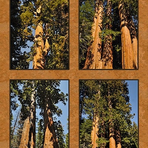 Sequoia National Park Fabric Panel, Quilt Panel, Quilting Cotton Fabric ...