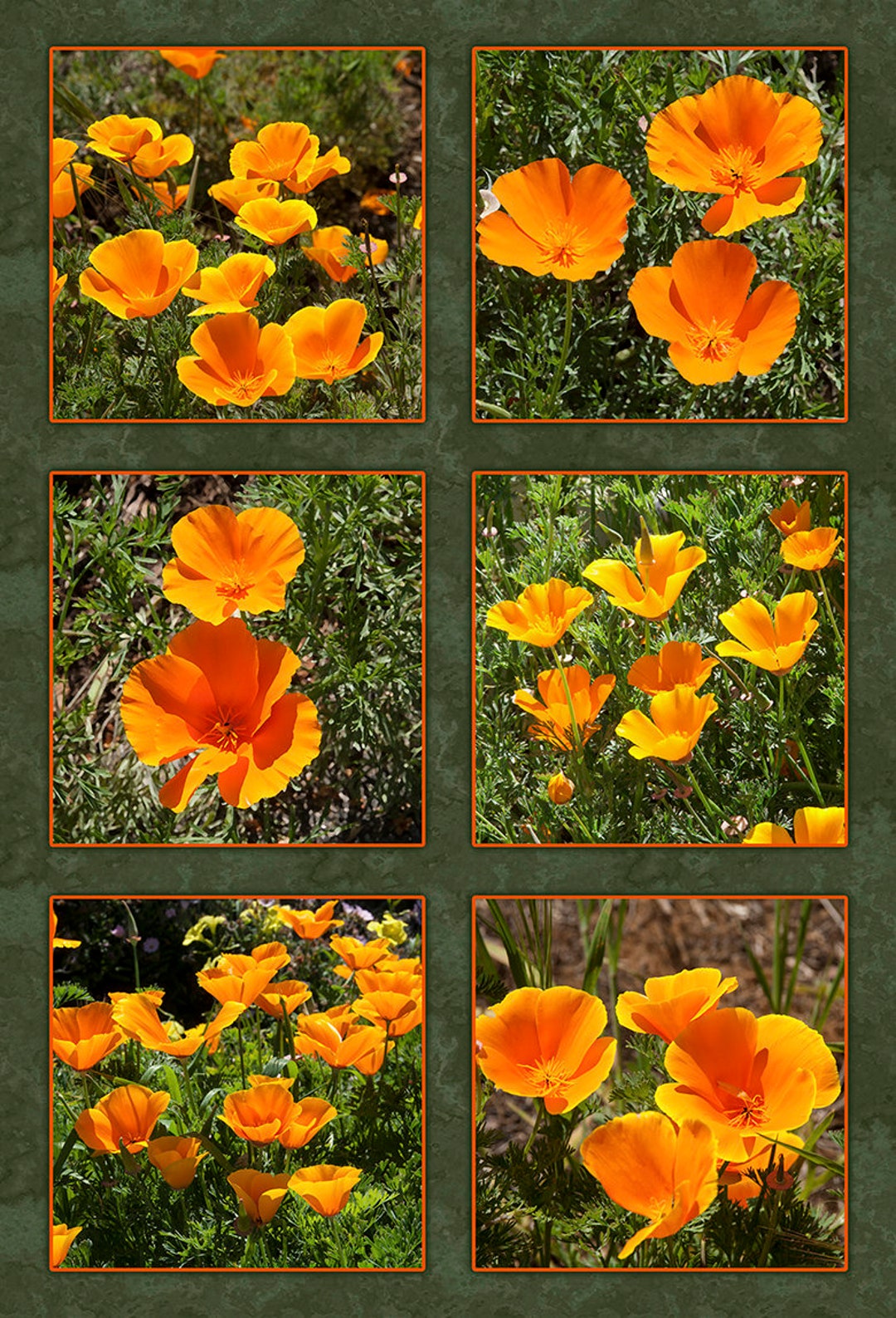 California Poppies Six Block Quilt Panel - FLR-014 - Panel Size is 16 ...