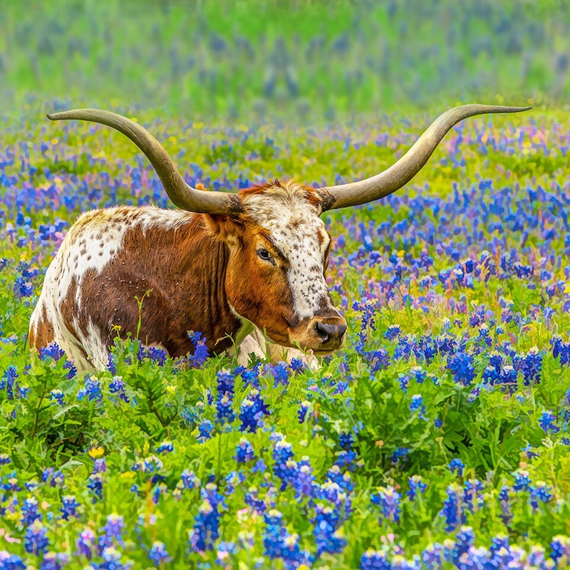 Texas Quilt Panel Fabric - Etsy