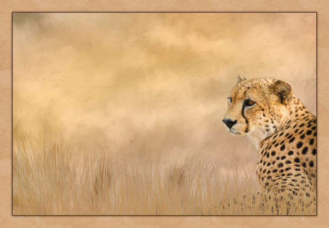Cheetah Fabric Panel - AWC-002, Panel Size is 25.25” X 18.25”, Quality ...