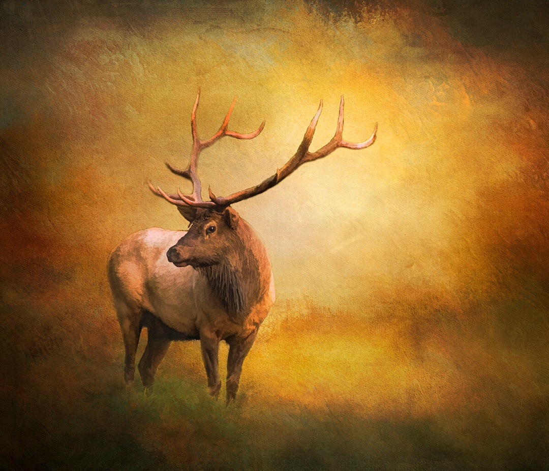 Bull Elk in Fall Fabric Panel - ANW-017, Panel Size is 28” X 24 ...