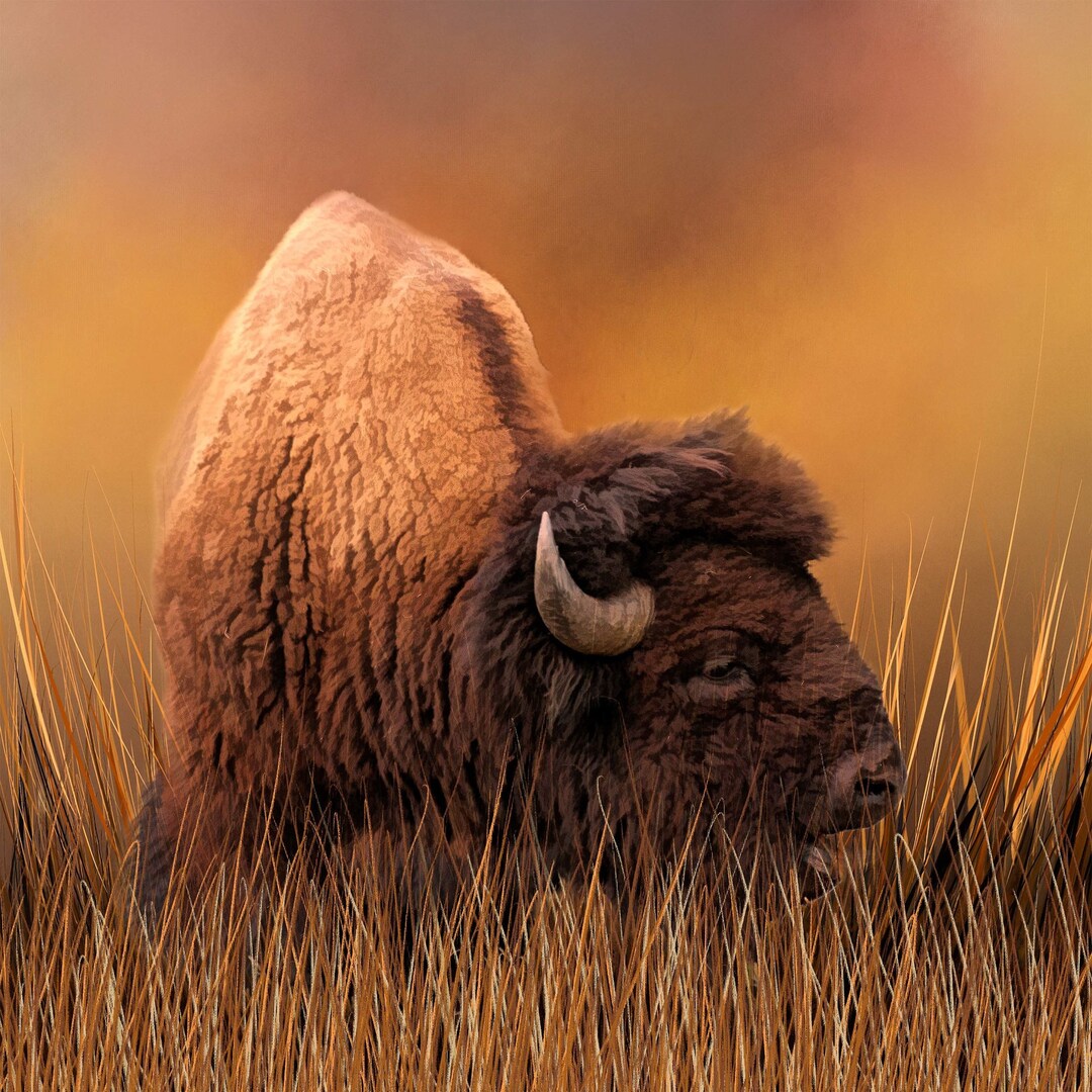 Buffalo at Sunset Fabric Panel, Quilt Panel, Quilting Cotton Fabric ...