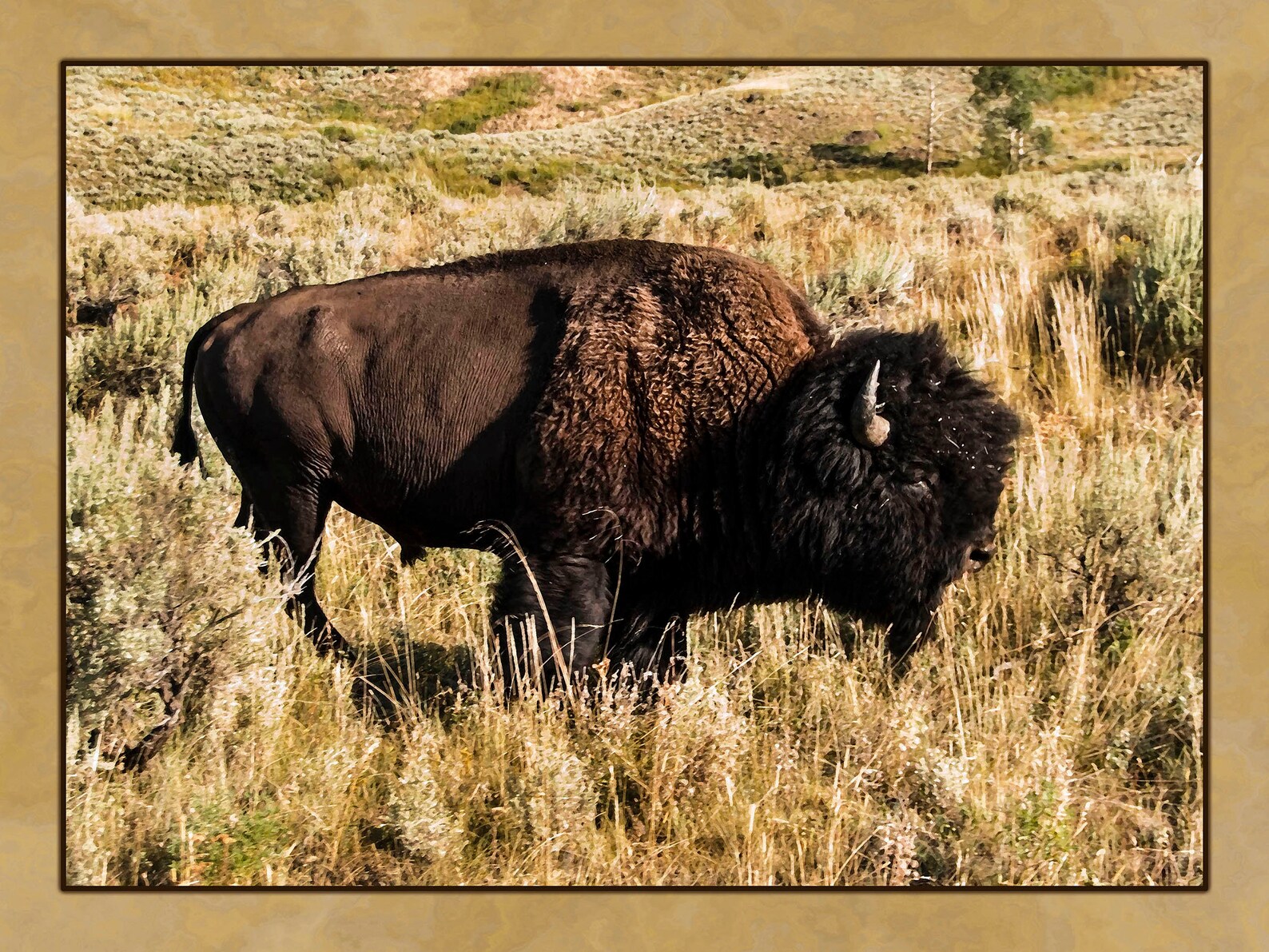 Lone Bull Buffalo Fabric Panel, Quilt Panel, Quilting Cotton Fabric ...