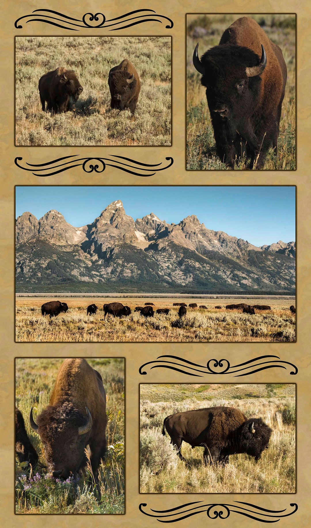 Buffalo Composite Fabric Panel, Quilt Panel, Quilting Cotton Fabric ...