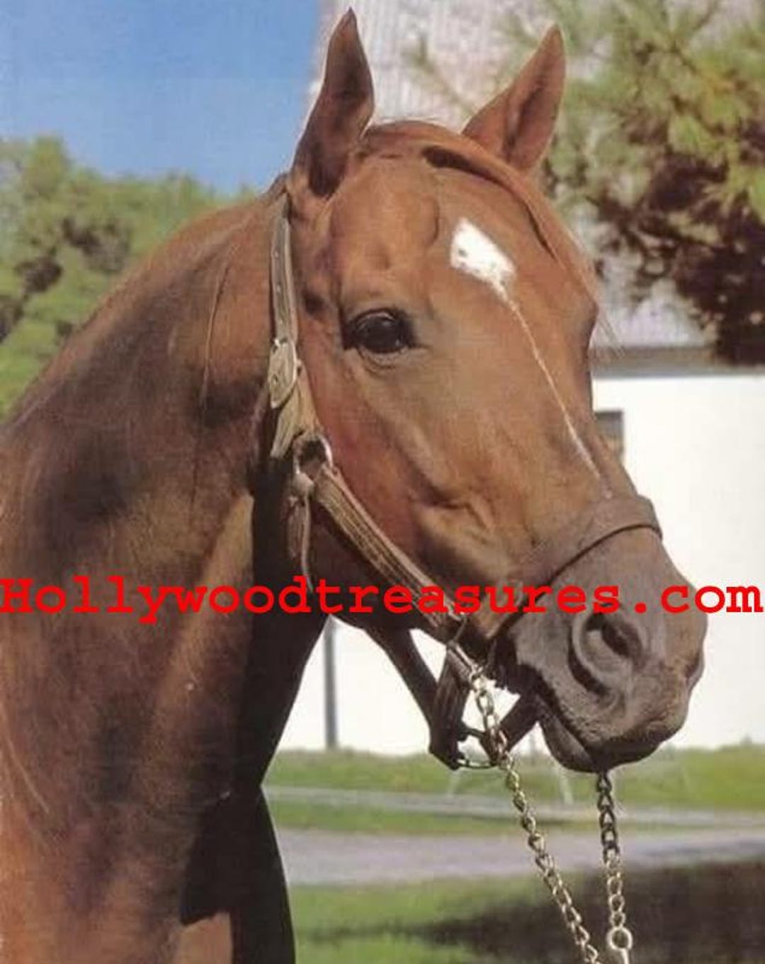 Secretariat~triple Crown Winner~poster~portrait~photo~ 16" X 20" - Etsy