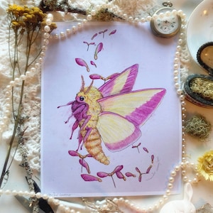 Rosy Maple Moth Art Print, Watercolor Painting, Nature Wall Art, Nature ...
